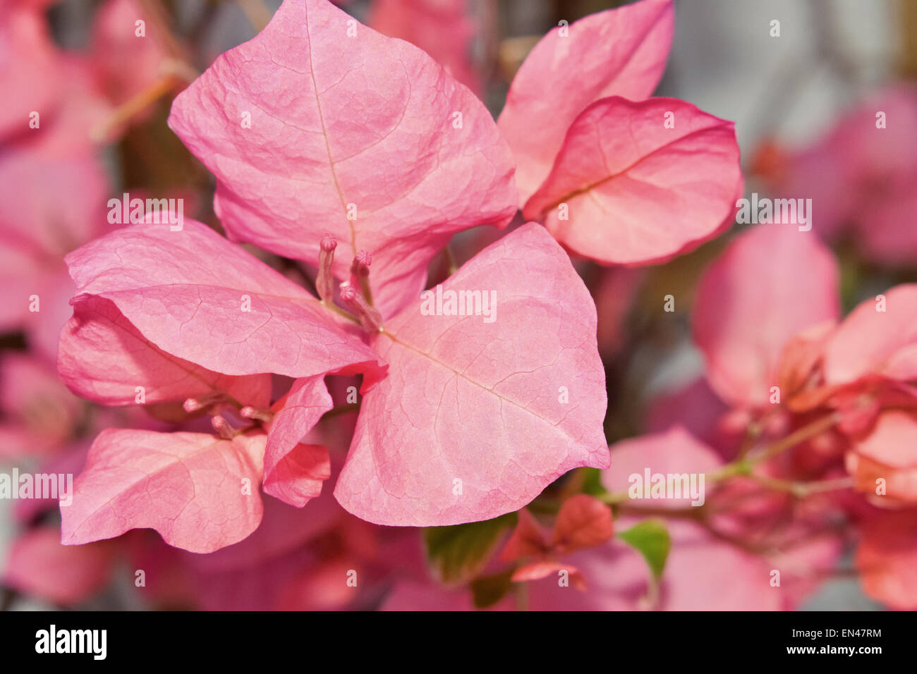 Closeup of beautiful blooming violet flowers in the garden Stock Photo ...
