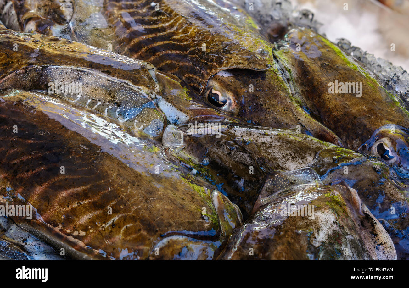 Aquarium cuttlefish hi-res stock photography and images - Alamy