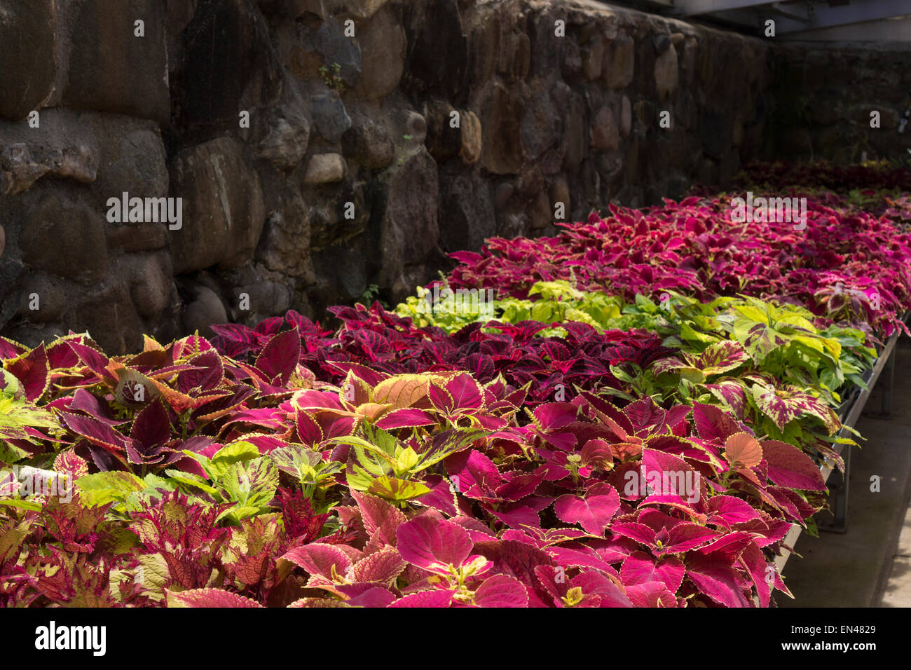 Coleus plants awaiting distribution to the city's parks are seen in the ...