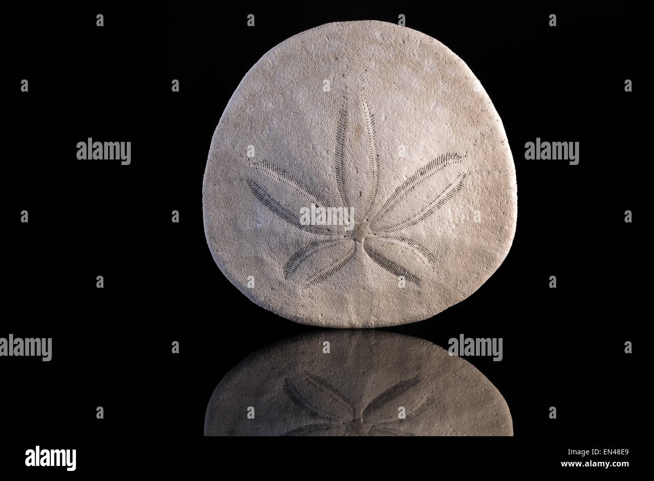 Sand dollar with reflection and black background Stock Photo - Alamy