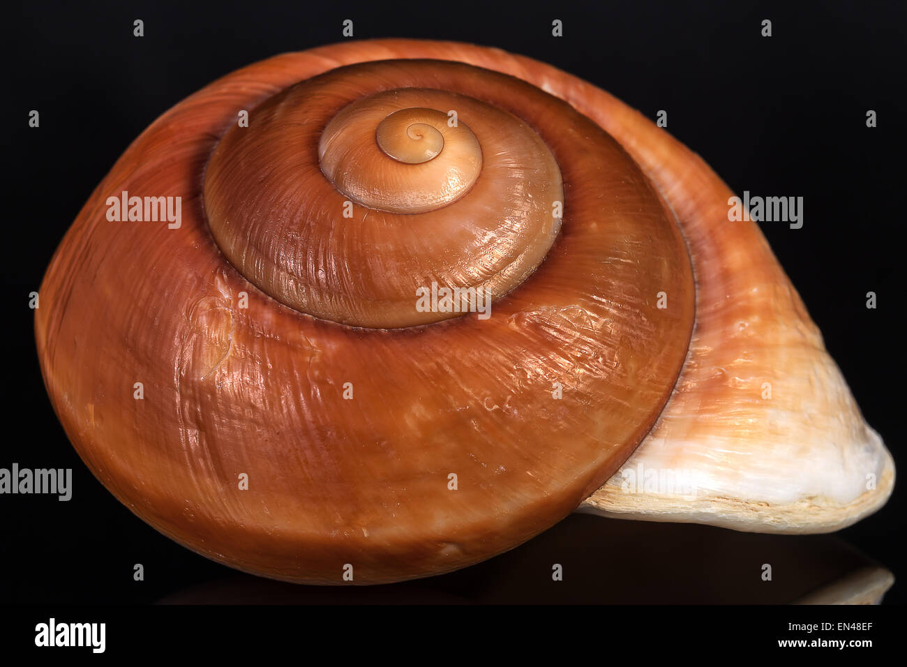 Spiral snail hi-res stock photography and images - Alamy