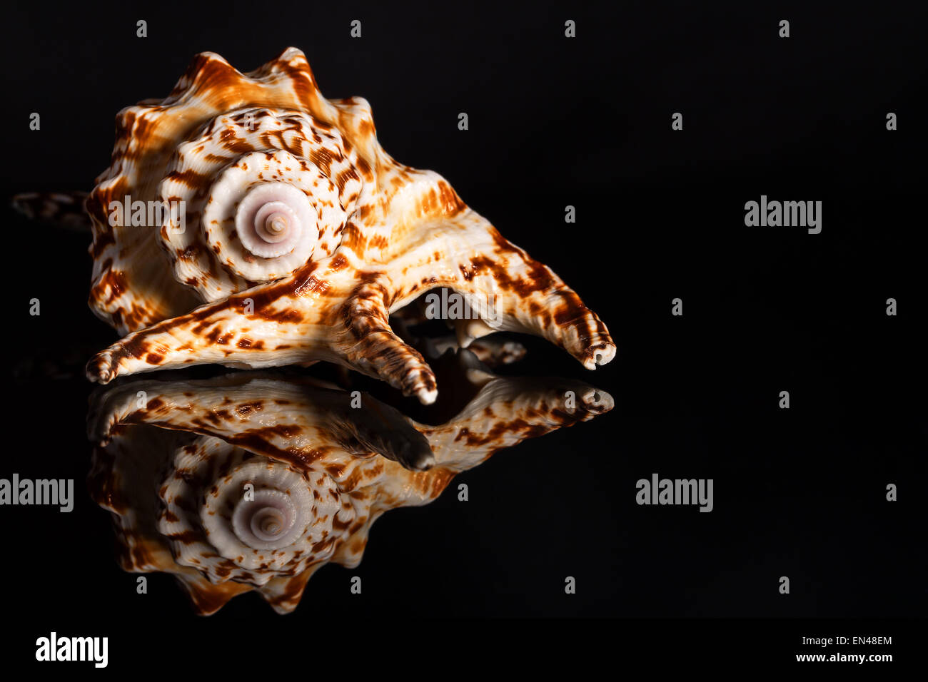 Spiral snail hi-res stock photography and images - Alamy