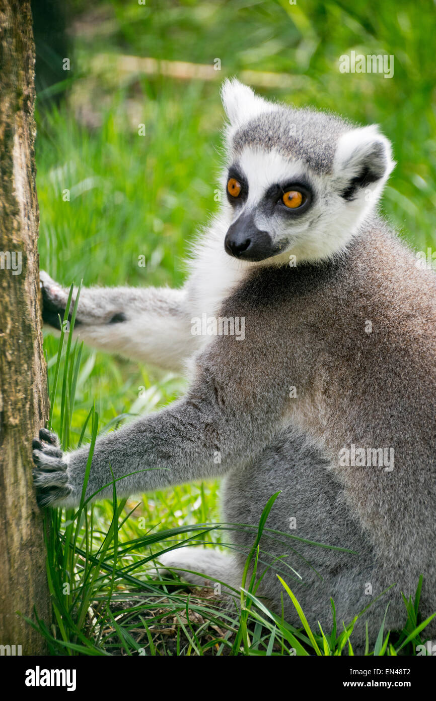 Lemur in zoo hi-res stock photography and images - Alamy