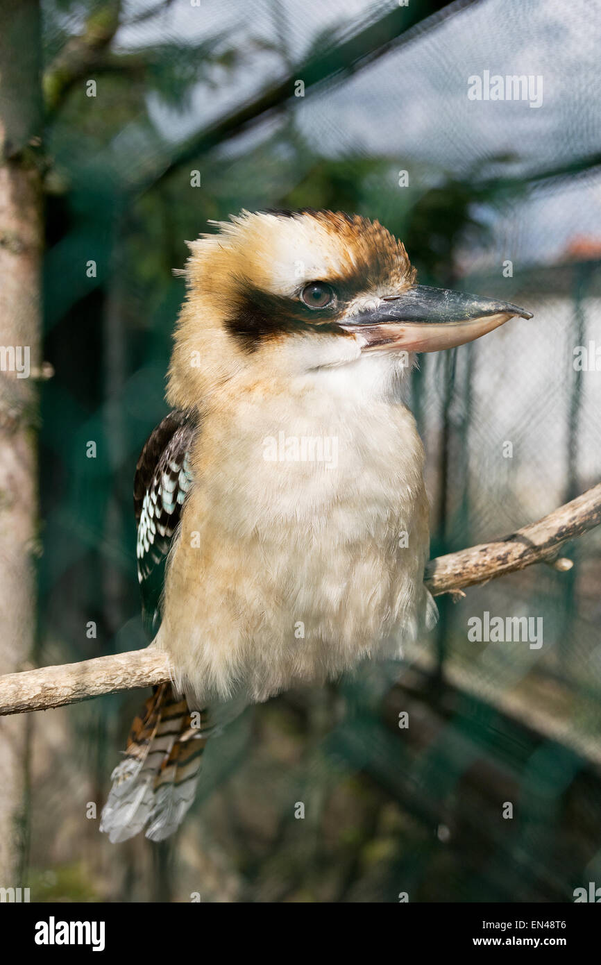 Australian laughing jackass hi-res stock photography and images - Alamy