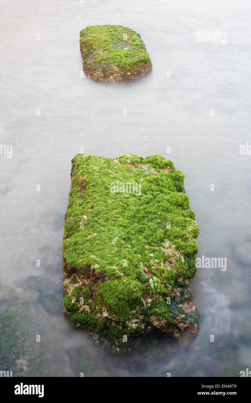 Green algae over stone at beach Stock Photo - Alamy