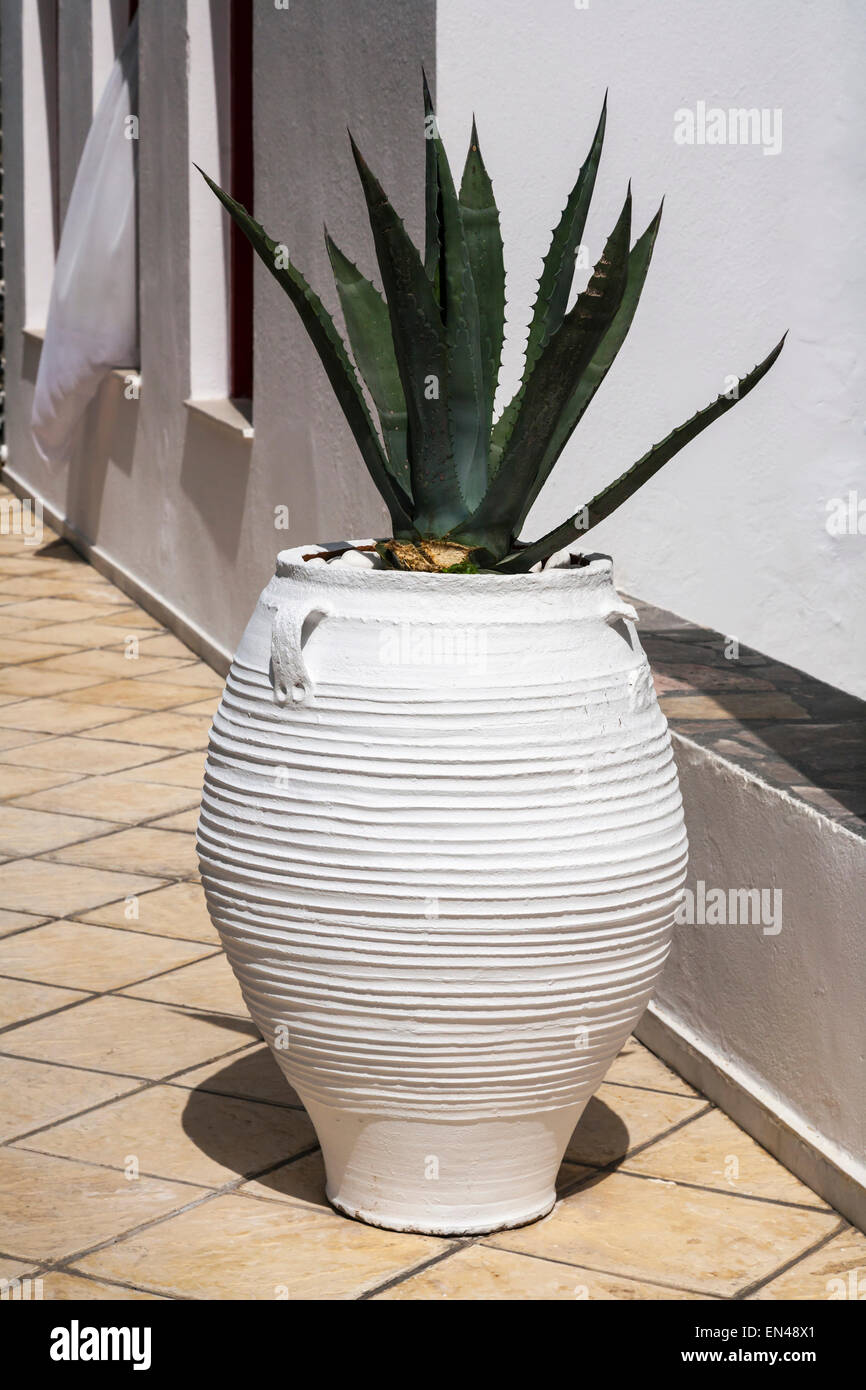 Potted Cactus in a white Greek Urn, Santorini (Thera), Greece Stock ...
