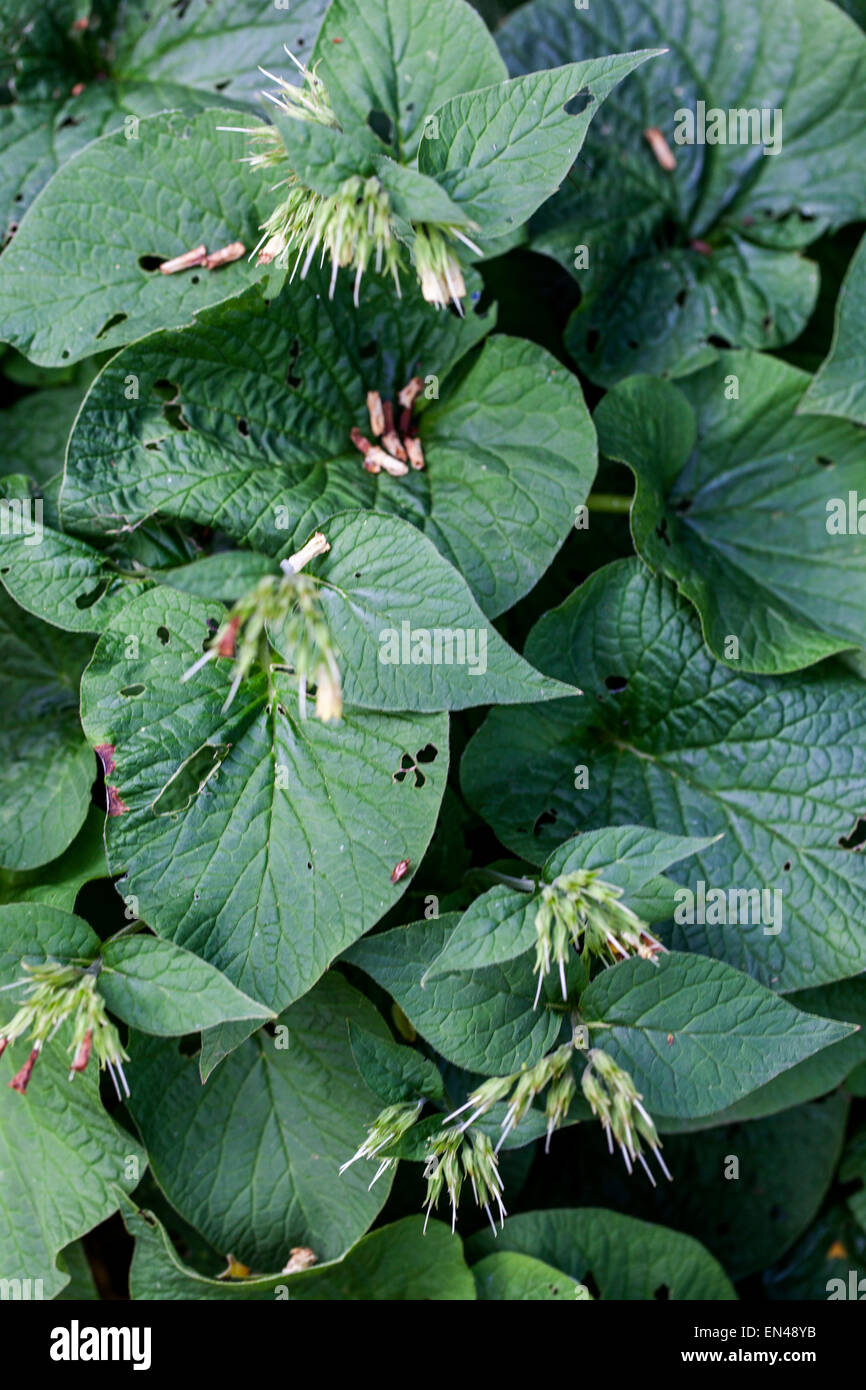 Tuberosum hi-res stock photography and images - Alamy