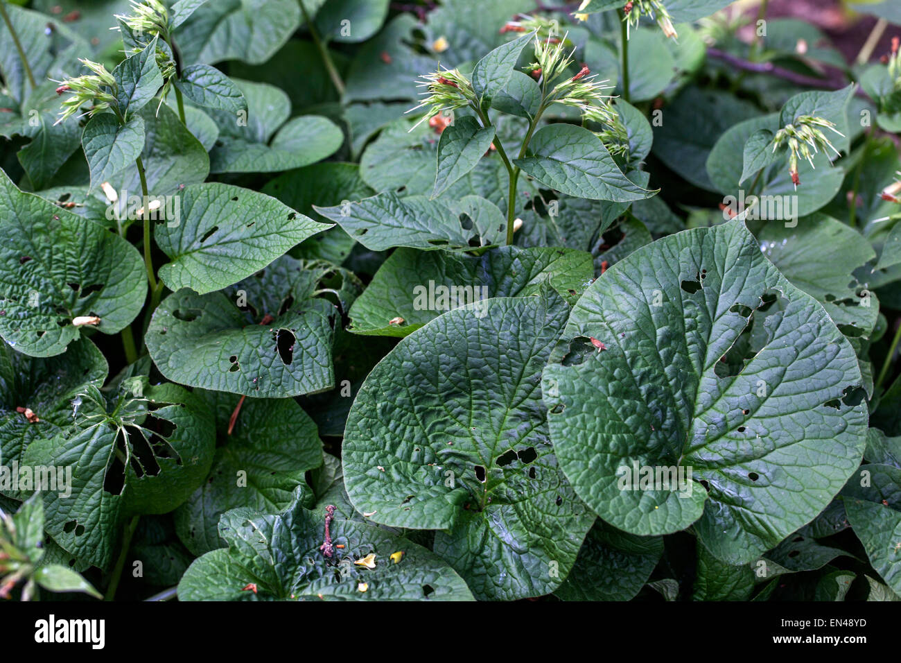 Tuberous Comfrey Symphytum tuberosum Stock Photo - Alamy
