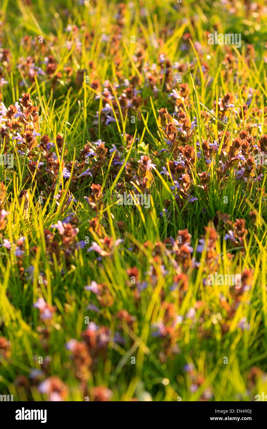Common blue violet viola sororia hi-res stock photography and images ...