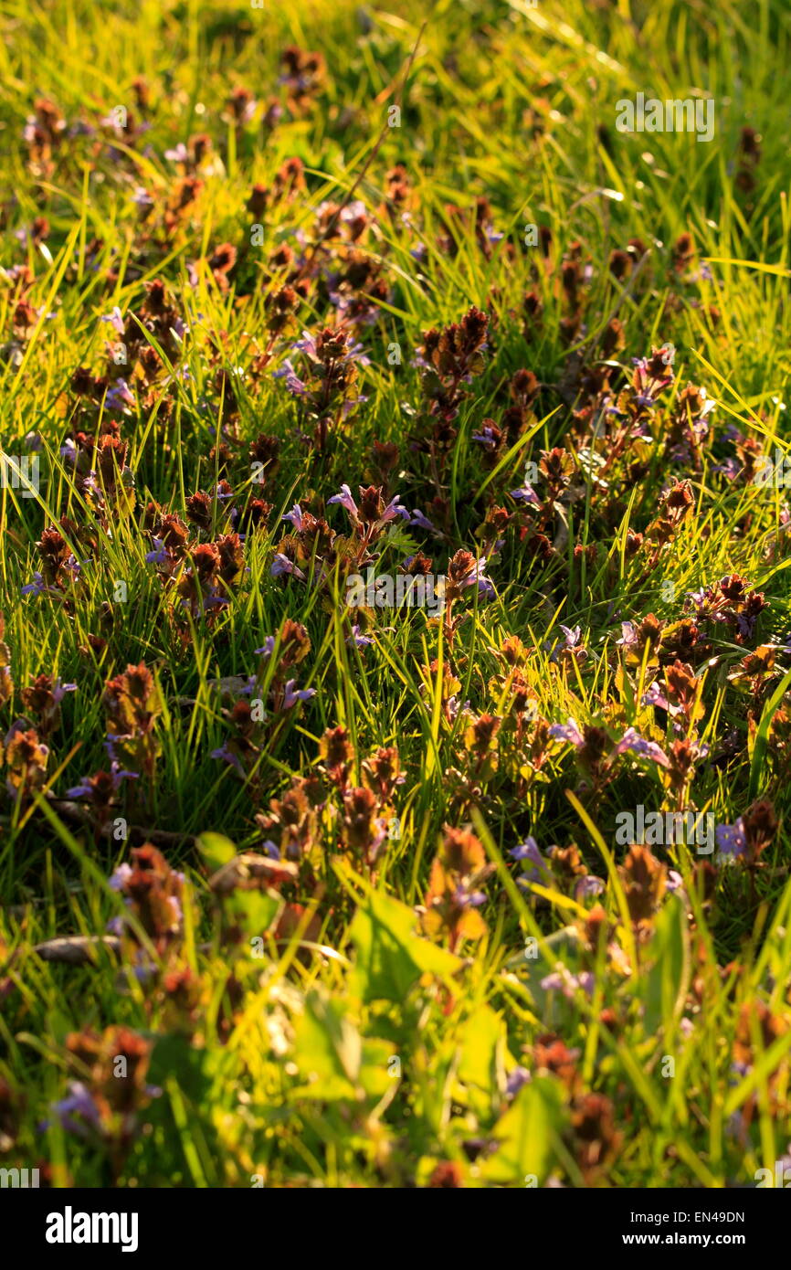 Common blue violet viola sororia hi-res stock photography and images ...