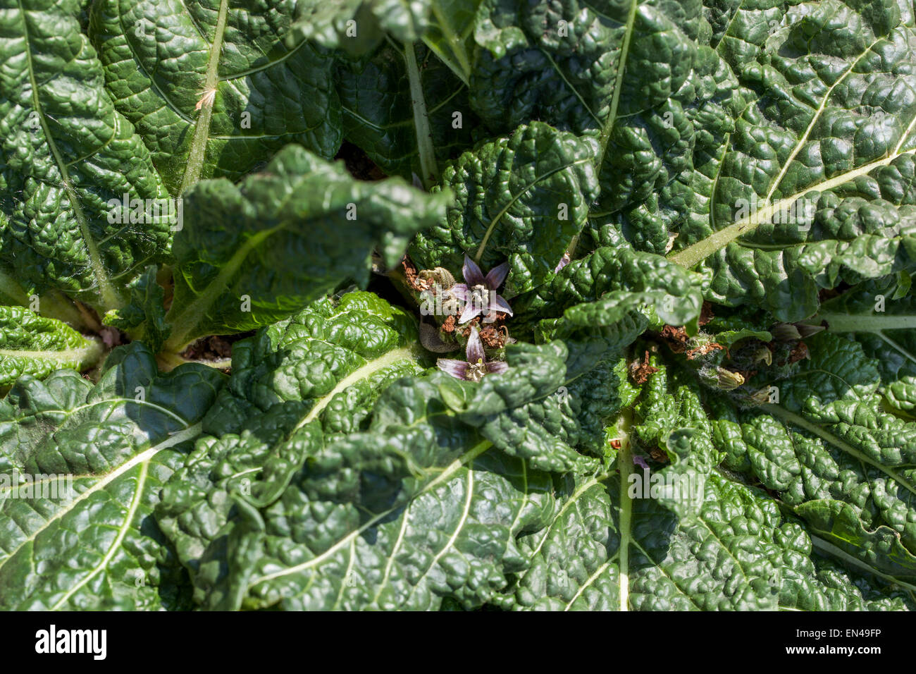 Mandragora hi-res stock photography and images - Alamy