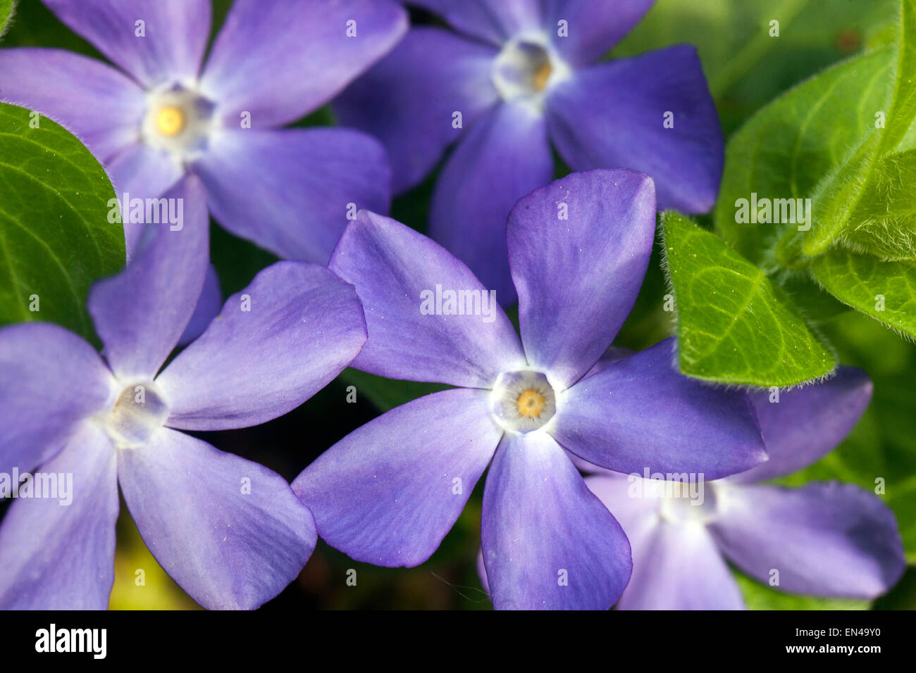 Lesser periwinkle, Vinca minor Stock Photo - Alamy