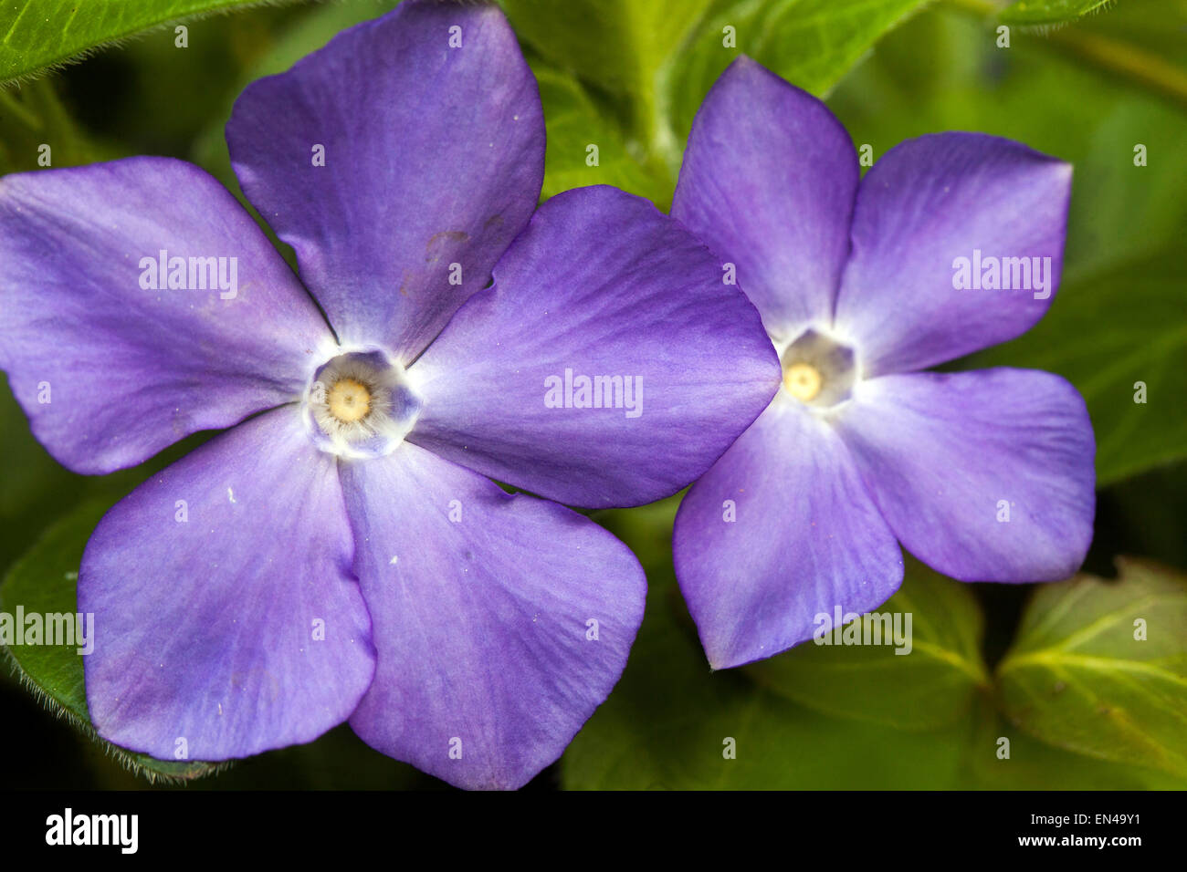 Lesser periwinkle, Vinca minor Stock Photo - Alamy