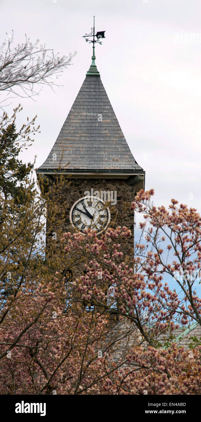 Stone clock tower with magnolia blossoms Stock Photo - Alamy