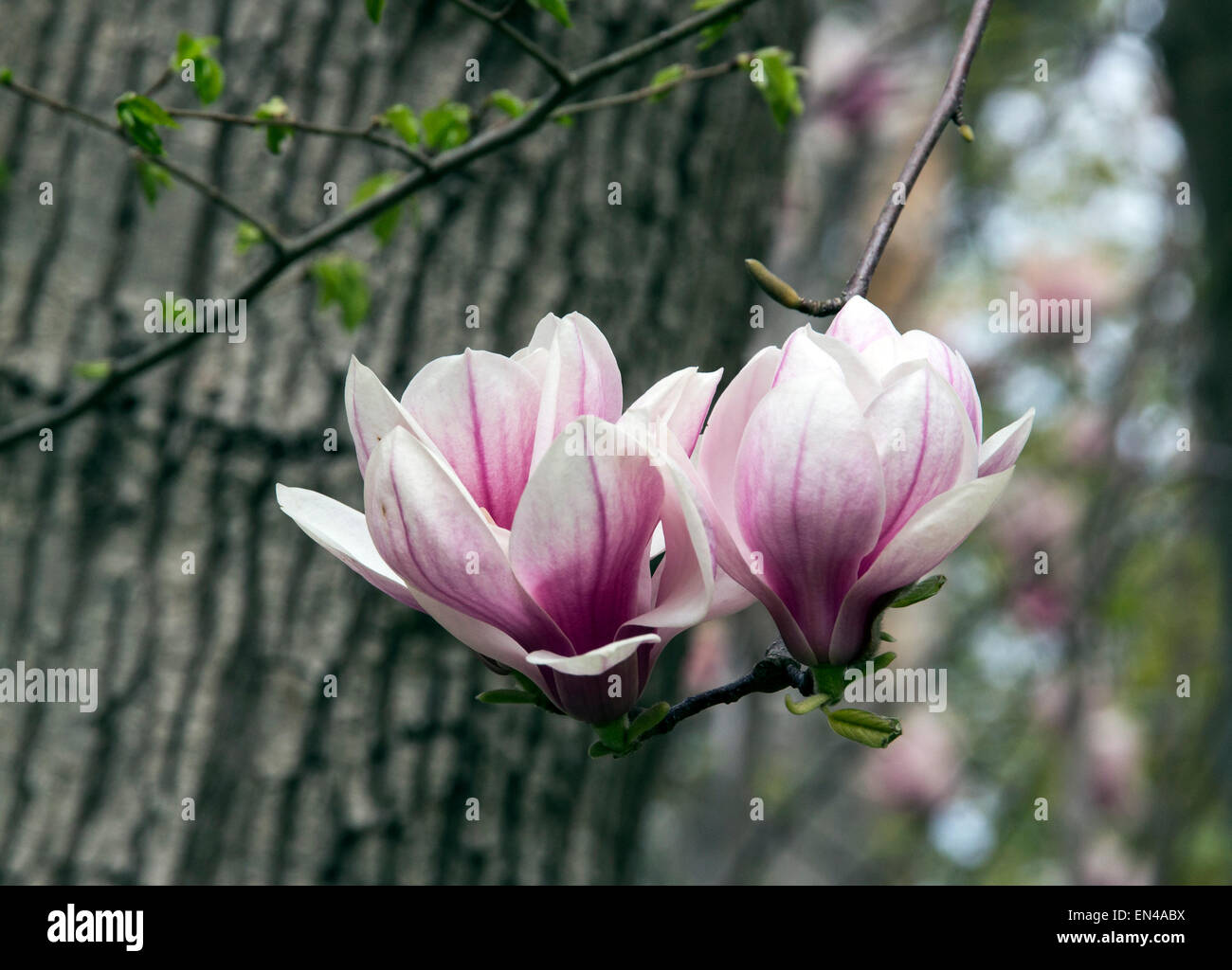Two purple Saucer Magnolia blossoms flowers. Magnolia x soulangeana ...