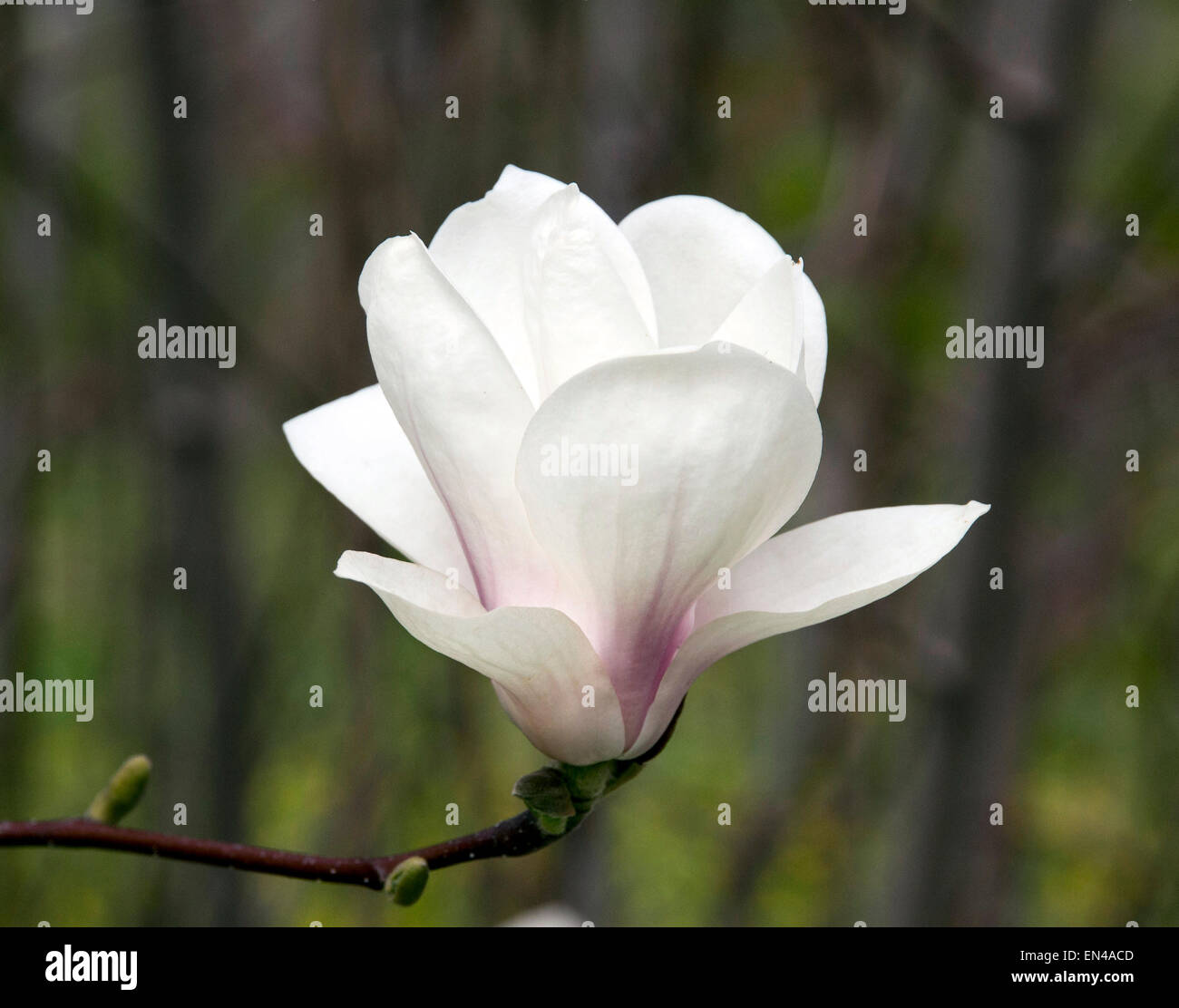 Flower opening hi-res stock photography and images - Alamy