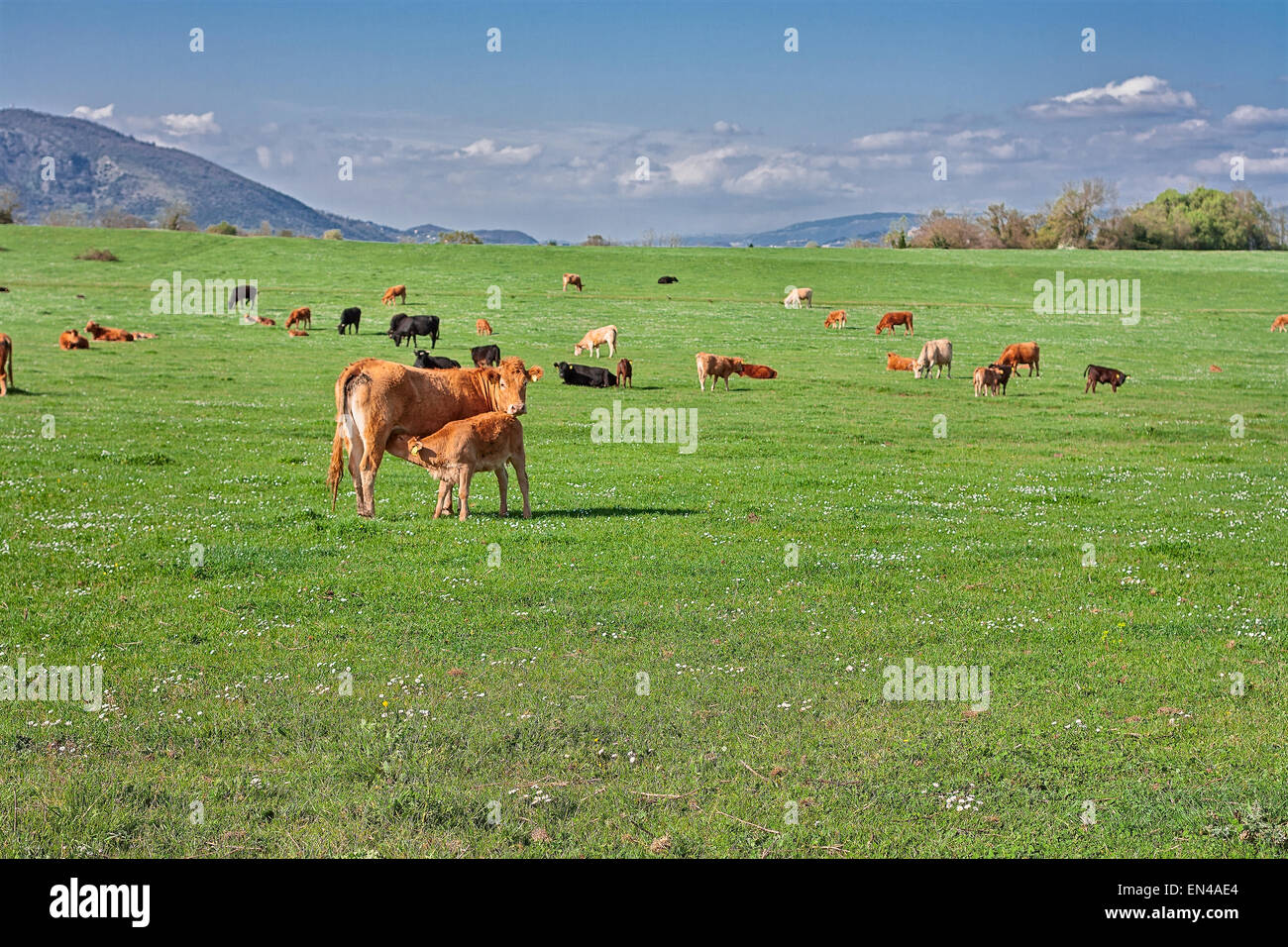 cow with her puppy in a Italian prairie Stock Photo - Alamy