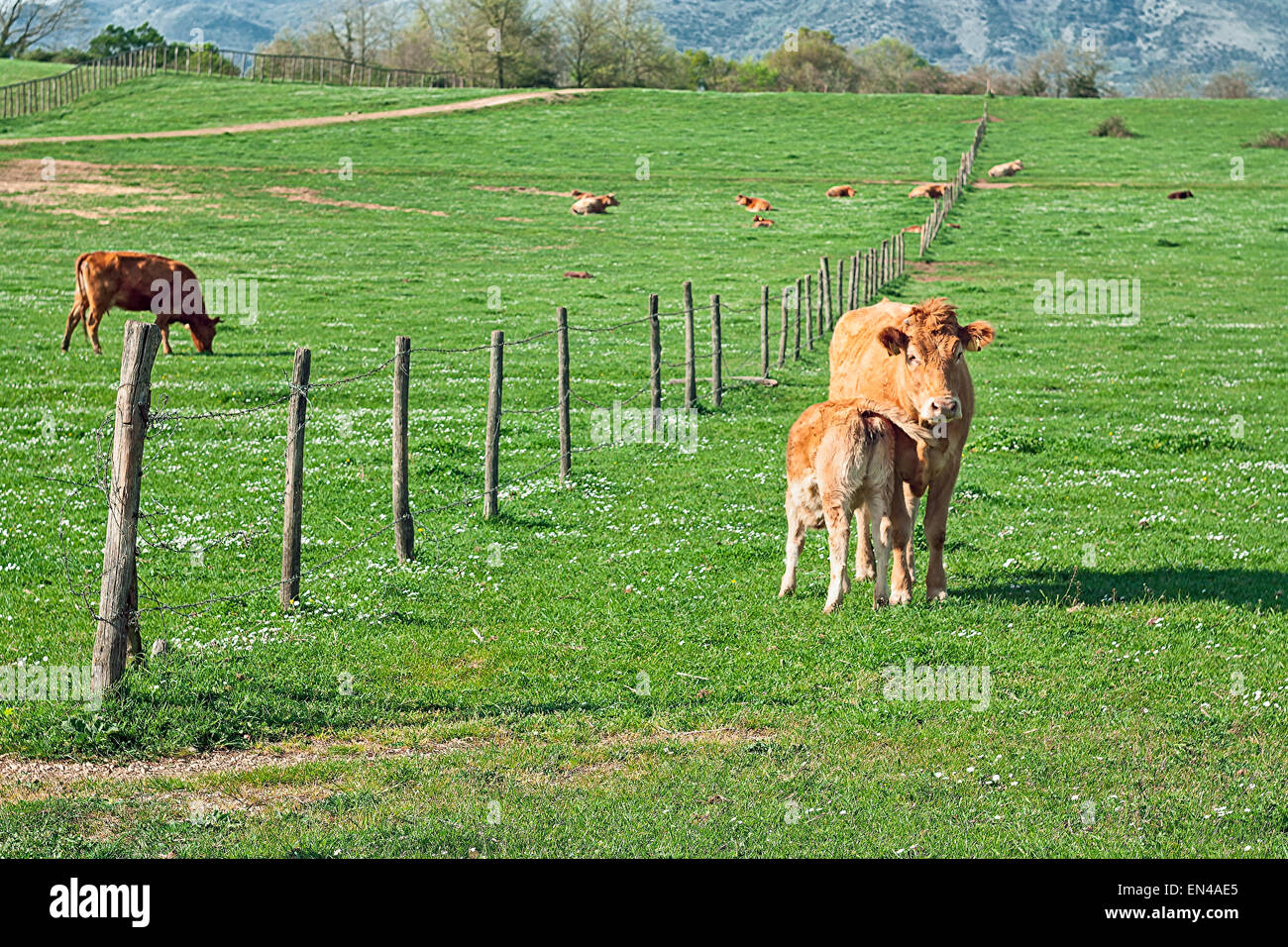 cow with her puppy in a Italian prairie Stock Photo - Alamy