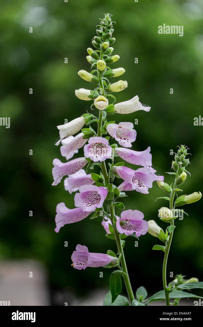 Lavender Foxglove, Digitalis purpurea, growing in a garden. USA Stock ...