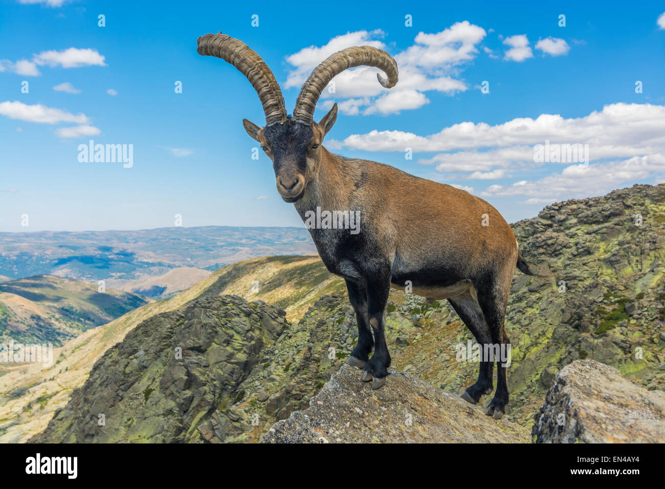 Capra pyrenaica pyrenaica hi-res stock photography and images - Alamy