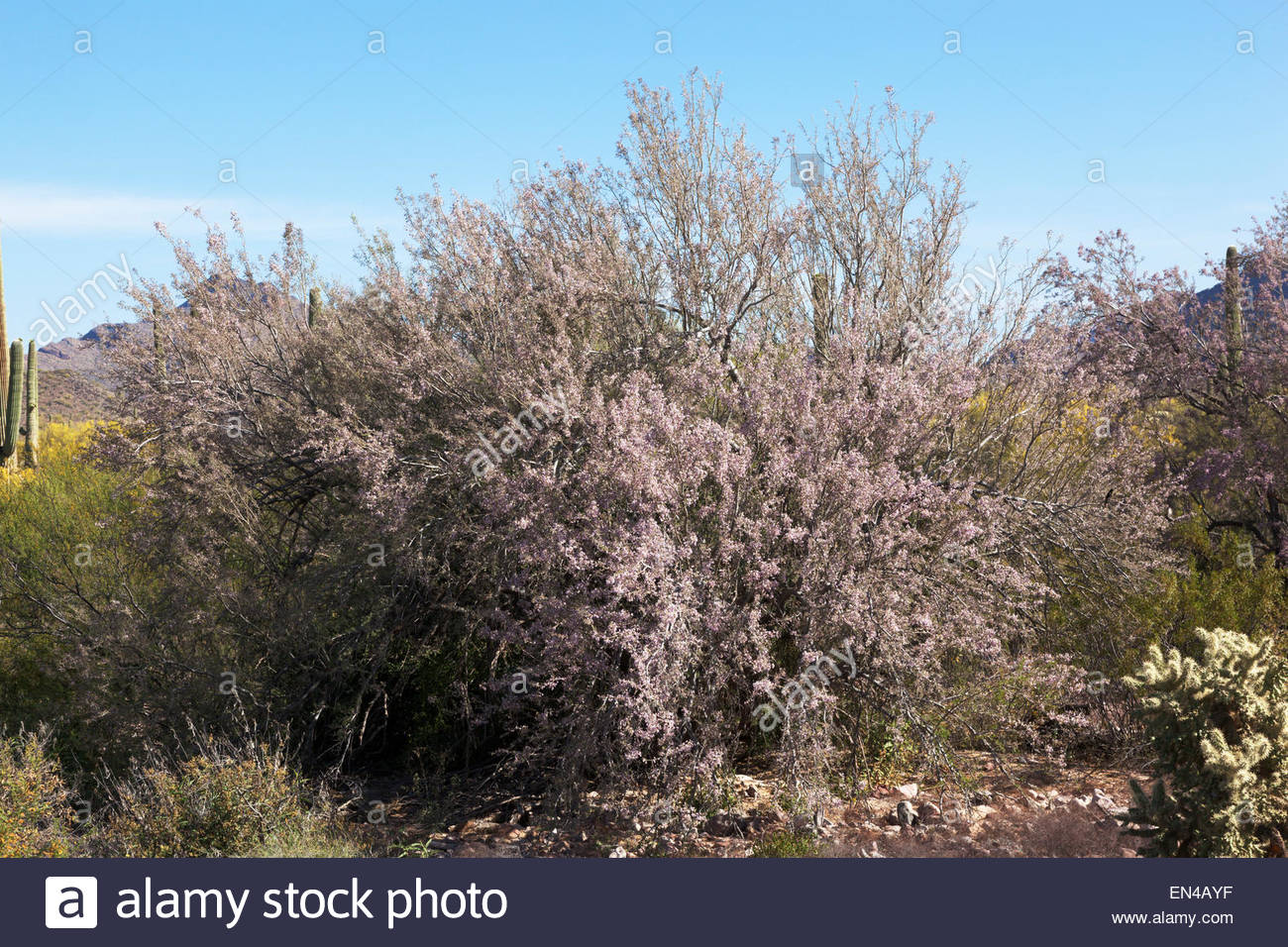 Ironwood Tree Flower Stock Photos & Ironwood Tree Flower Stock Images ...