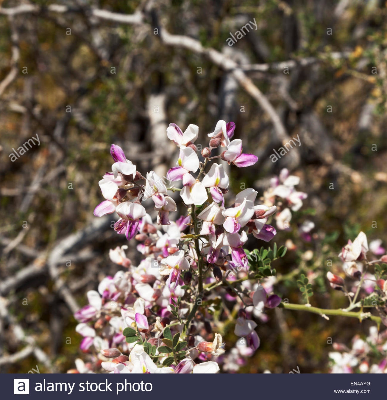 Olneya Tesota High Resolution Stock Photography and Images - Alamy
