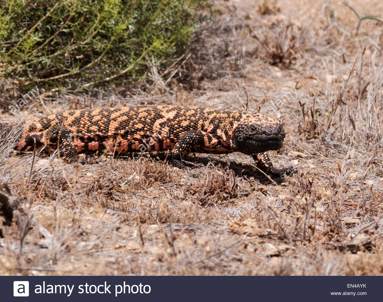 Heloderma Stock Photos & Heloderma Stock Images - Alamy