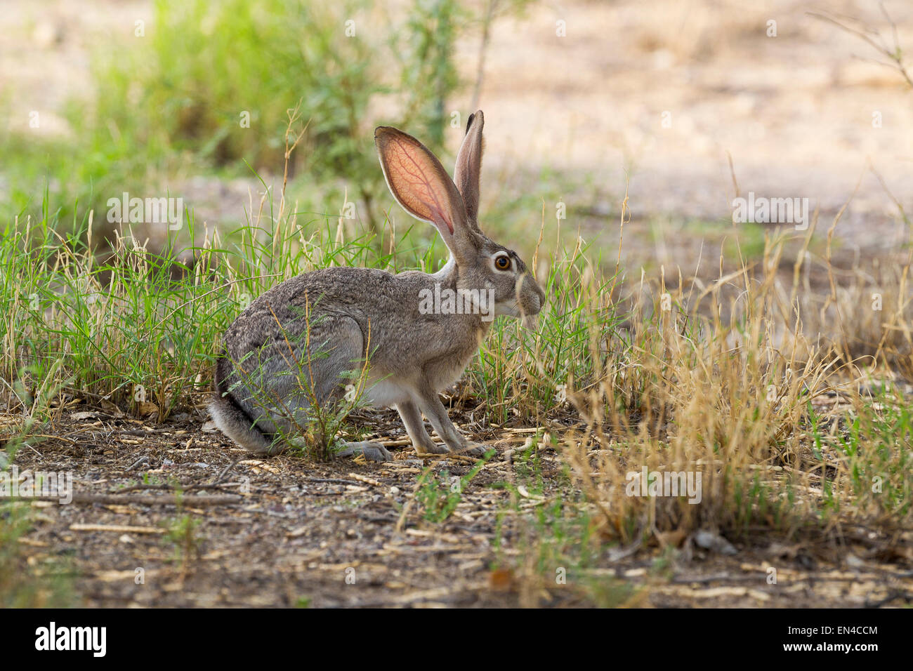 A black-tailed jackrabbit in Cottonwood campground,BBNP,TX Stock Photo ...