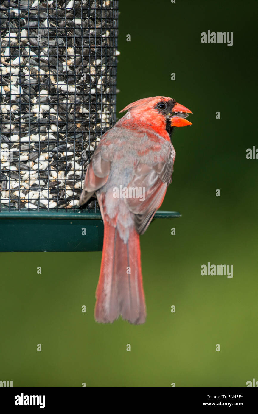 Male Northern Cardinal perched on seed feeder Stock Photo - Alamy