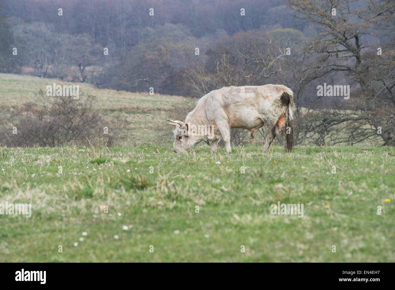 Chillingham wild cattle. Northumberland. England Stock Photo - Alamy