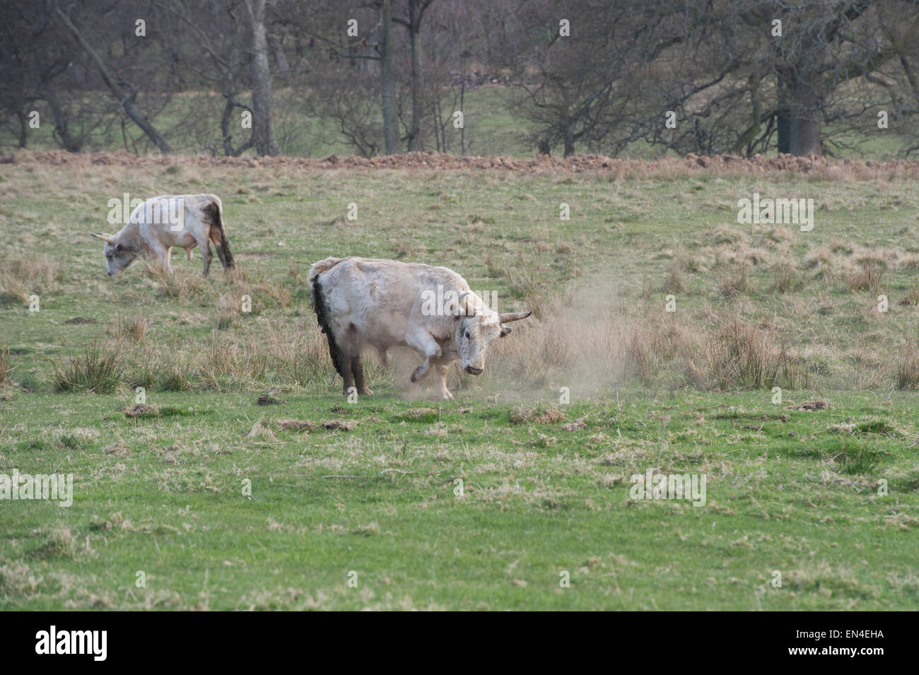 Chillingham wild cattle bull shows aggression by stamping its foot ...