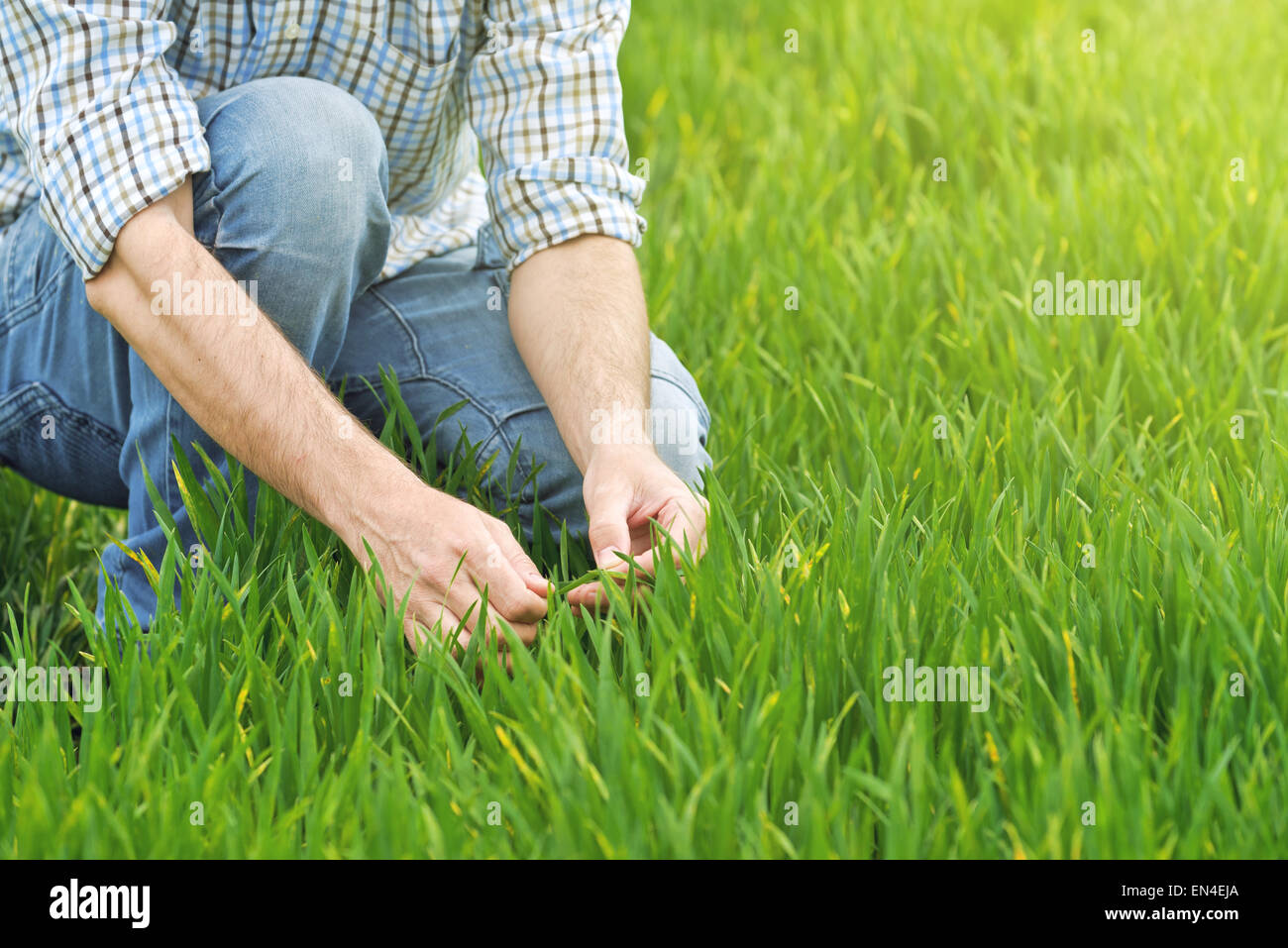 Farmer Examines and Controls Young Wheat Cultivation Field, Crop ...