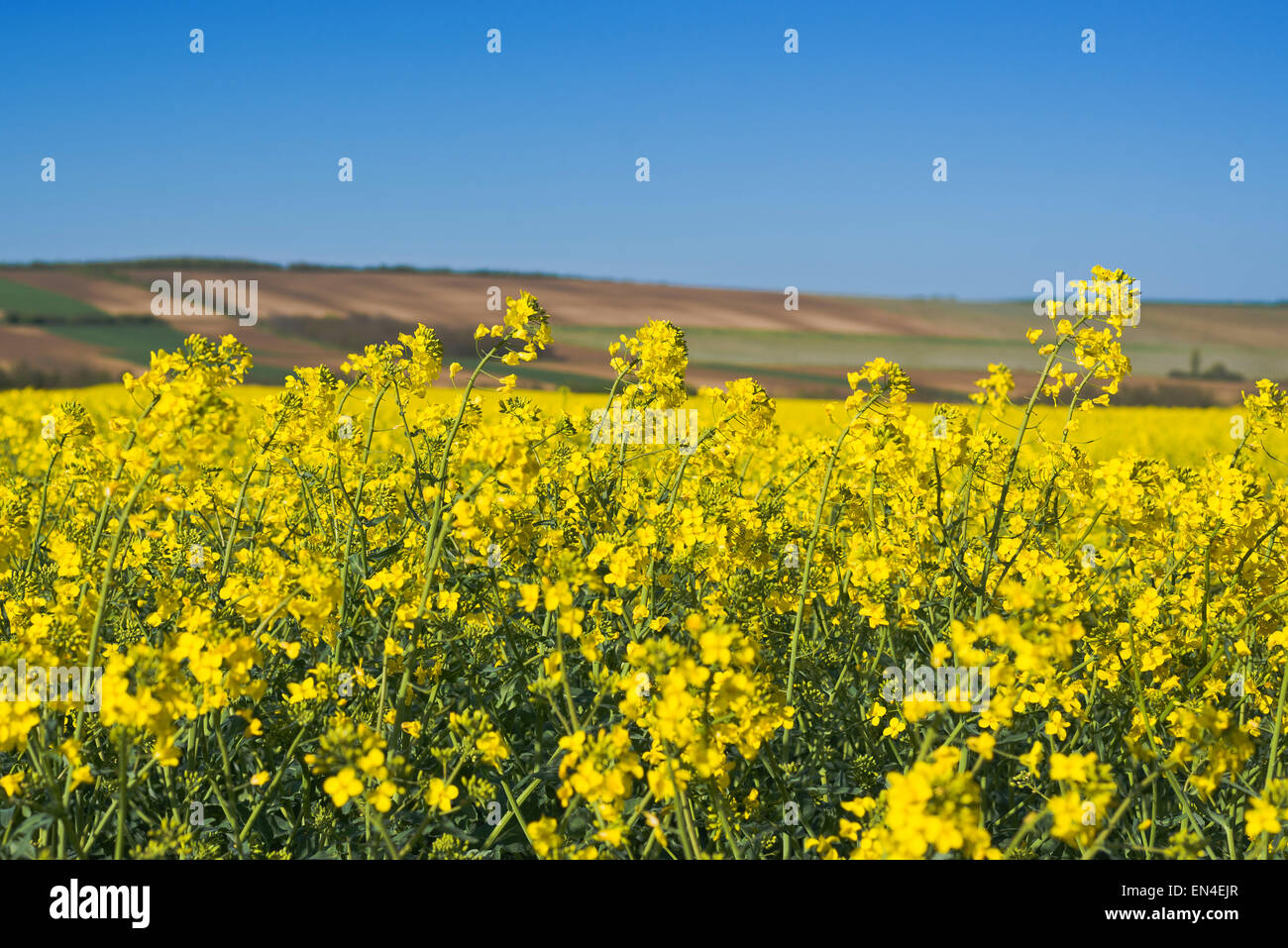 Oilseed Rapeseed Flowers in Cultivated Agricultural Field, Crop ...