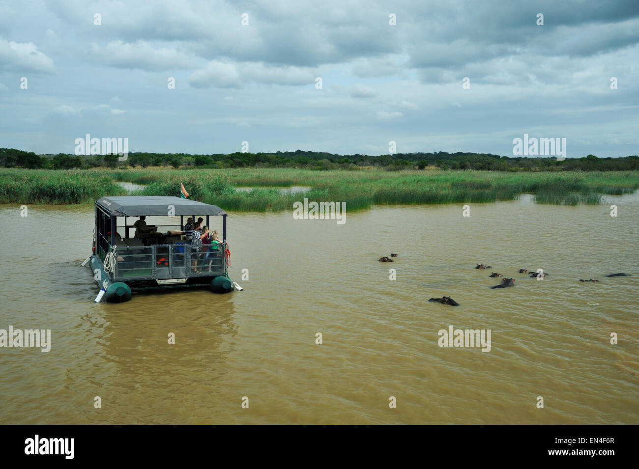 Group of adult people on boat cruise viewing pod of Hippo, Hippopotamus ...
