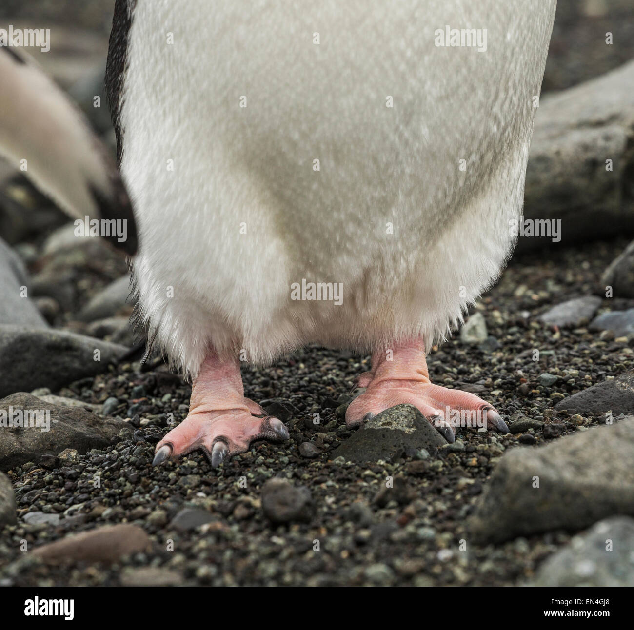 Penguin Webbed Feet