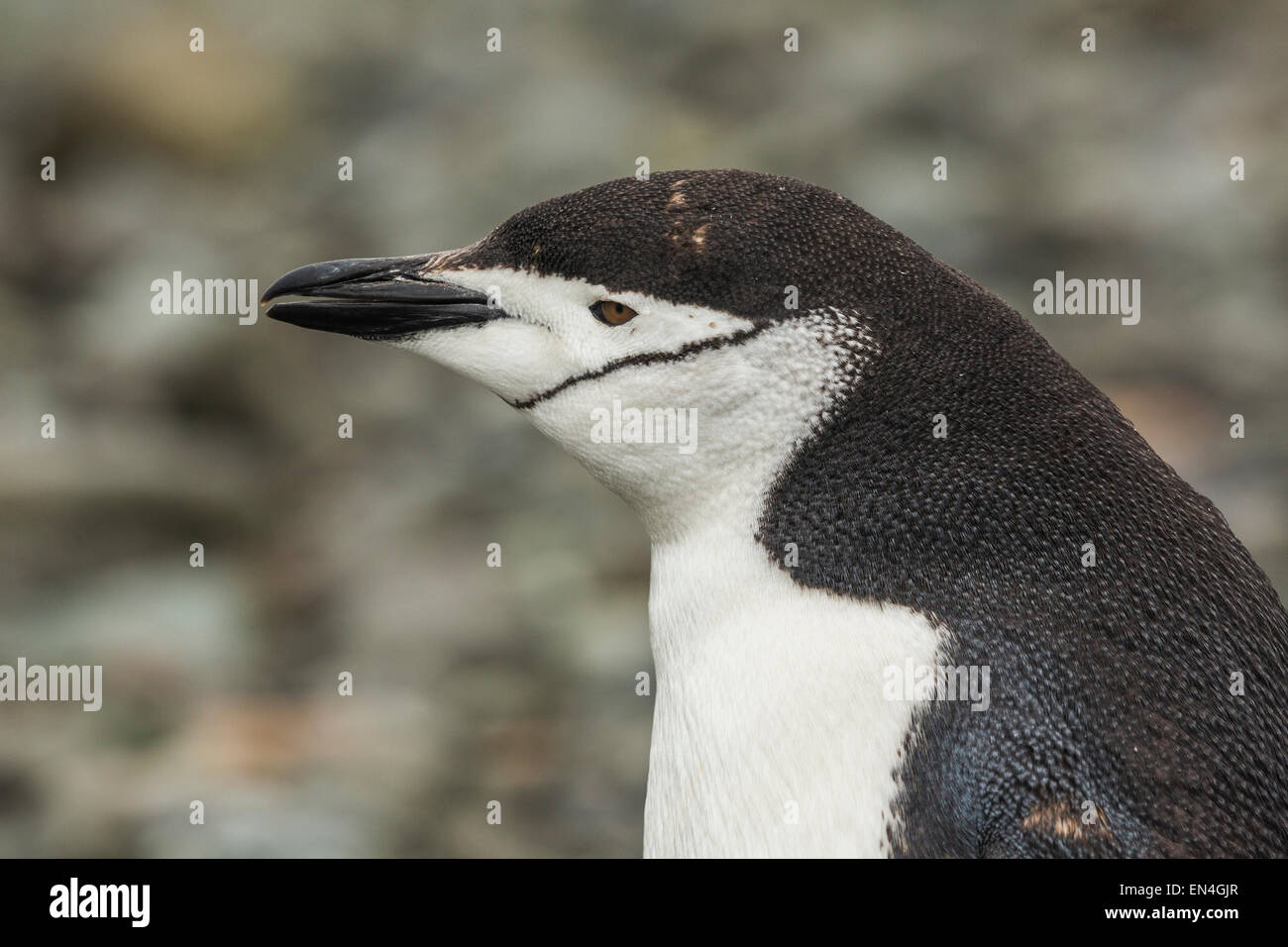 close up of chinstrap penguin (Pygoscelis antarctica), Frei Station ...