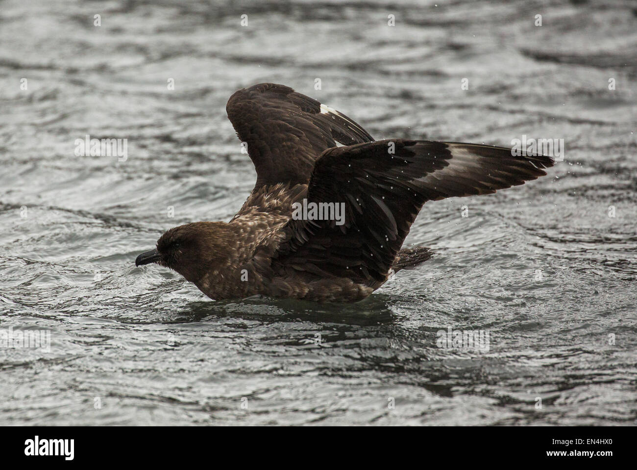 Bird island antarctica hi-res stock photography and images - Alamy
