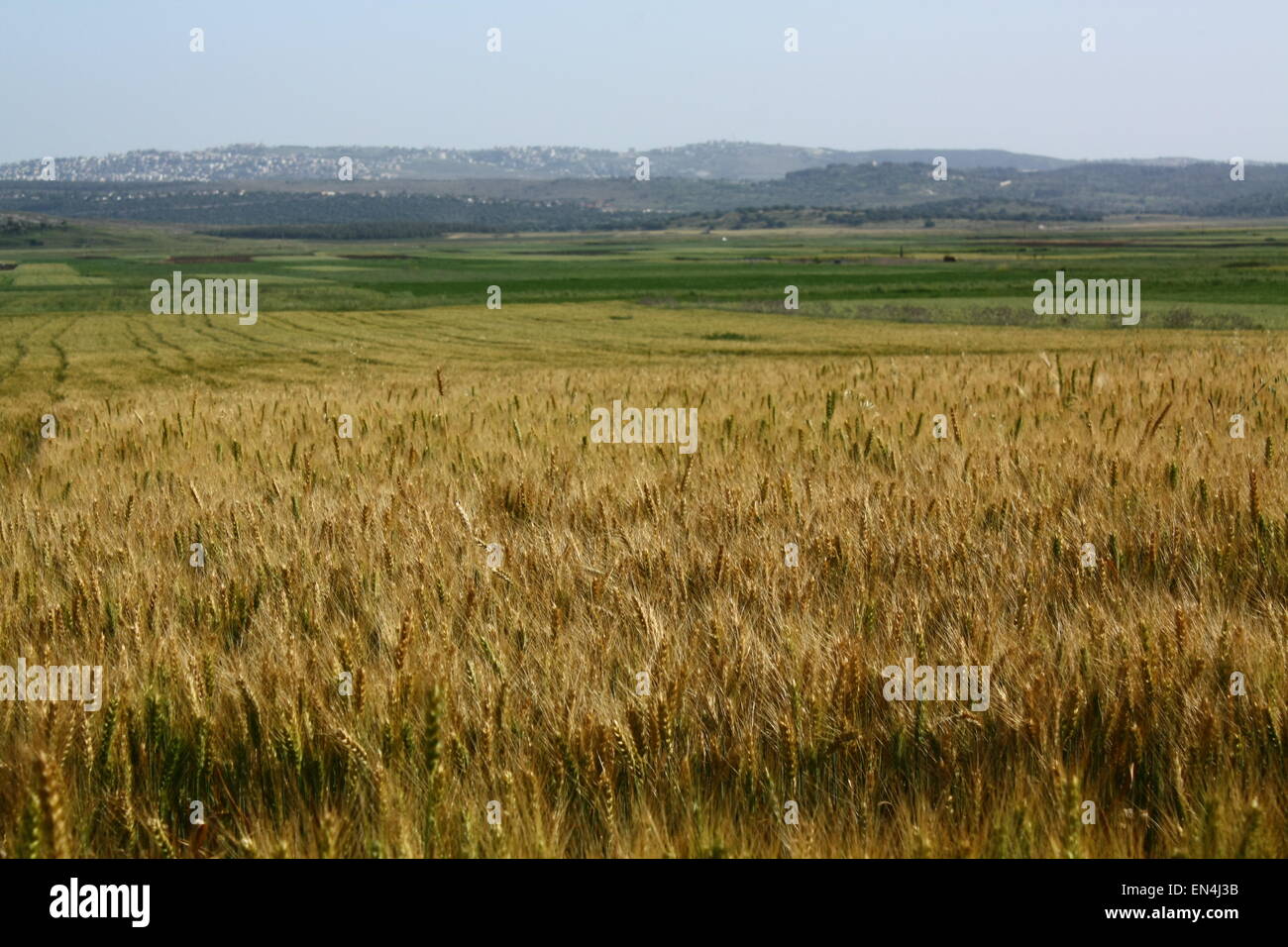 Israel wheat grain hi-res stock photography and images - Alamy