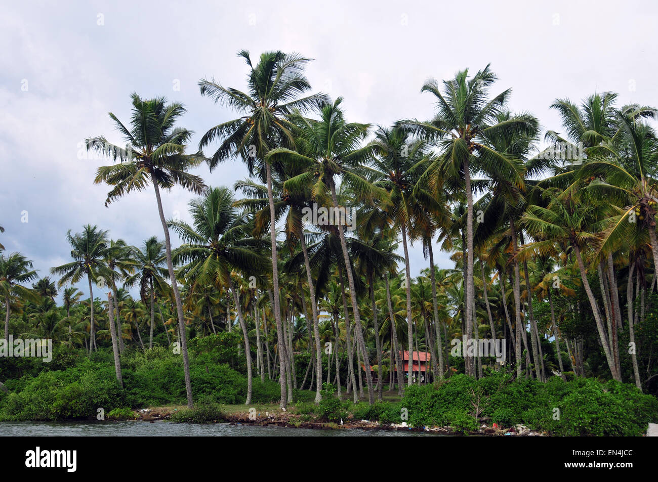 Beautiful coconut trees Stock Photo - Alamy