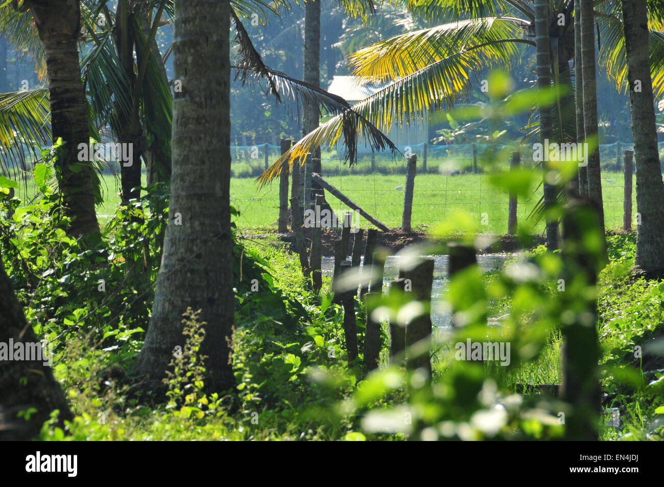 Natural beauty of green plants Stock Photo - Alamy