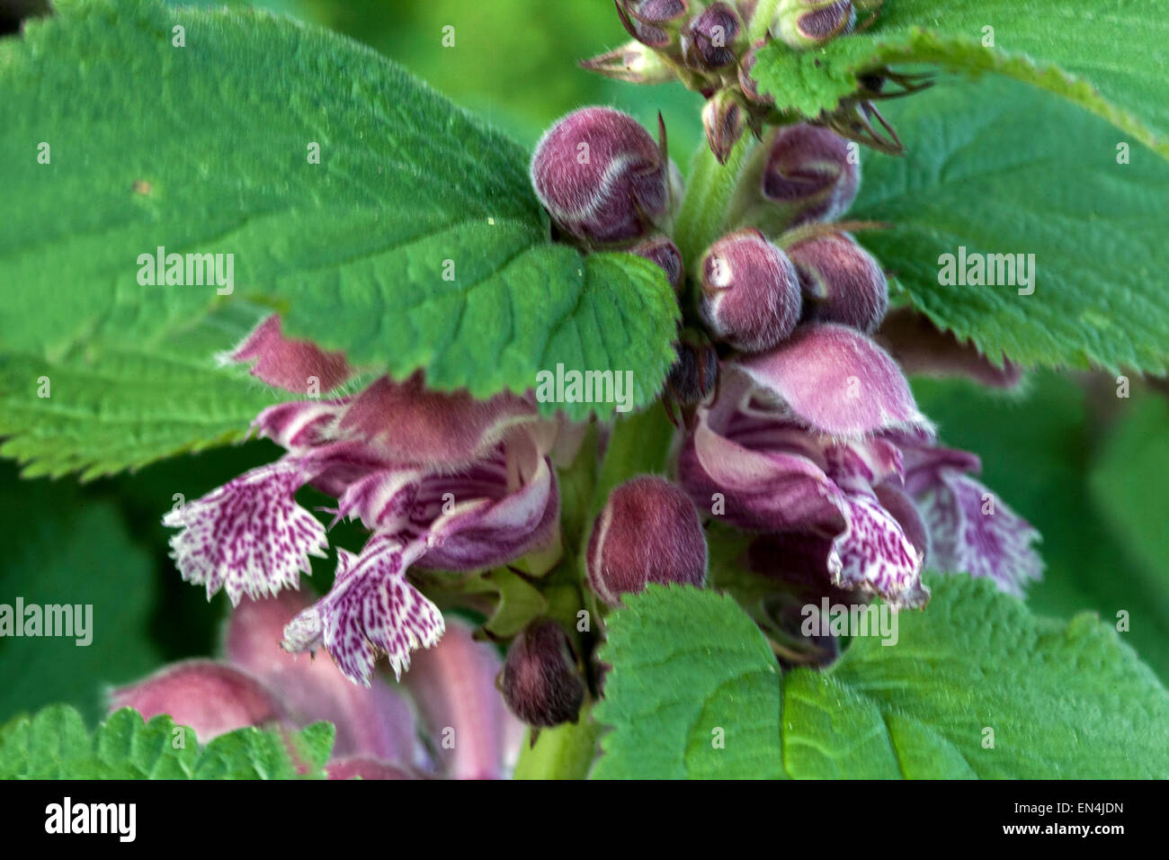 Giant dead nettle, Lamium orvala close up Stock Photo - Alamy