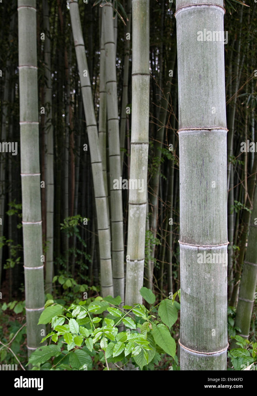 Bamboo plants at the chinese garden hi-res stock photography and images ...