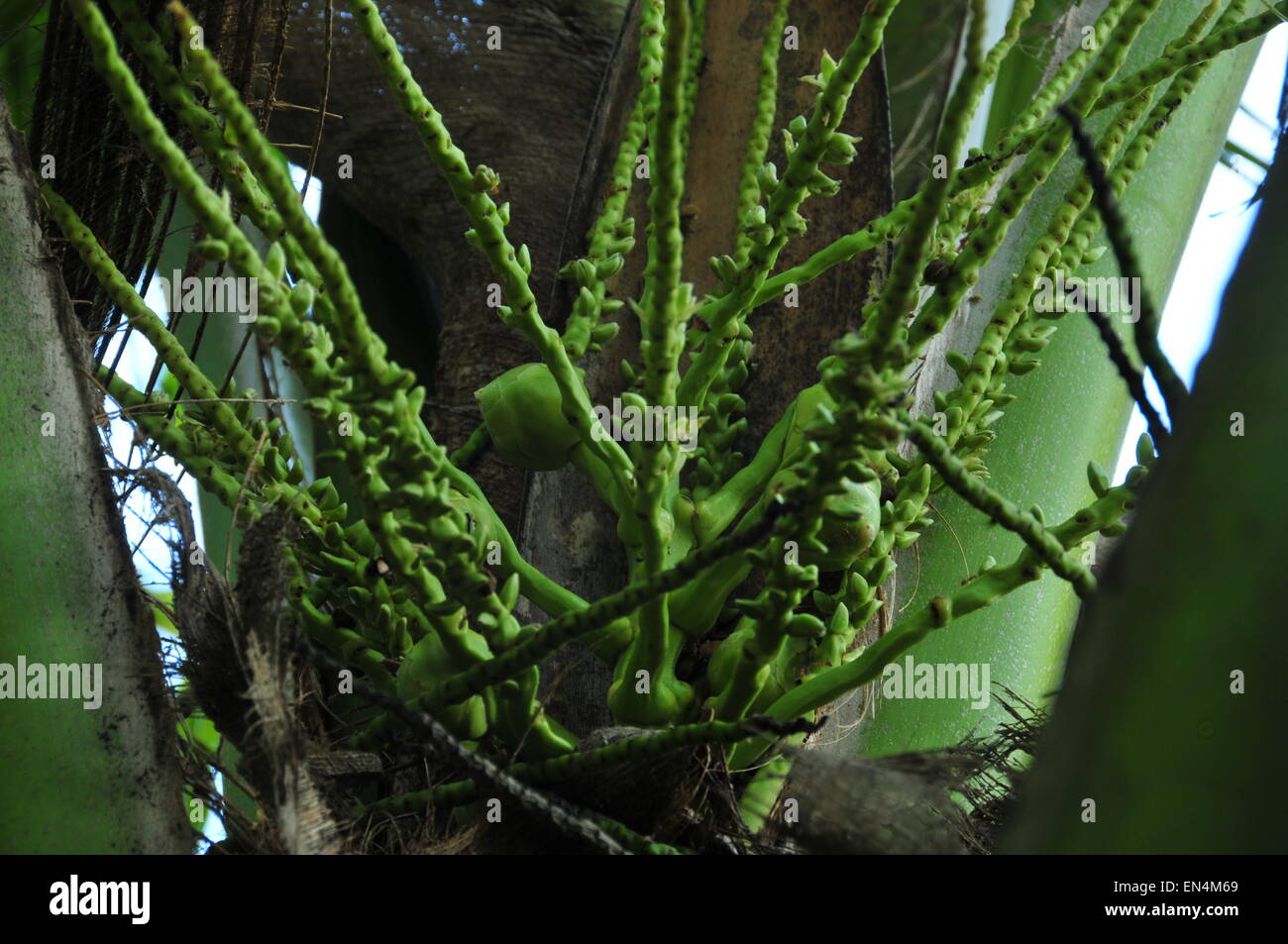 Natural beauty of green plants Stock Photo - Alamy