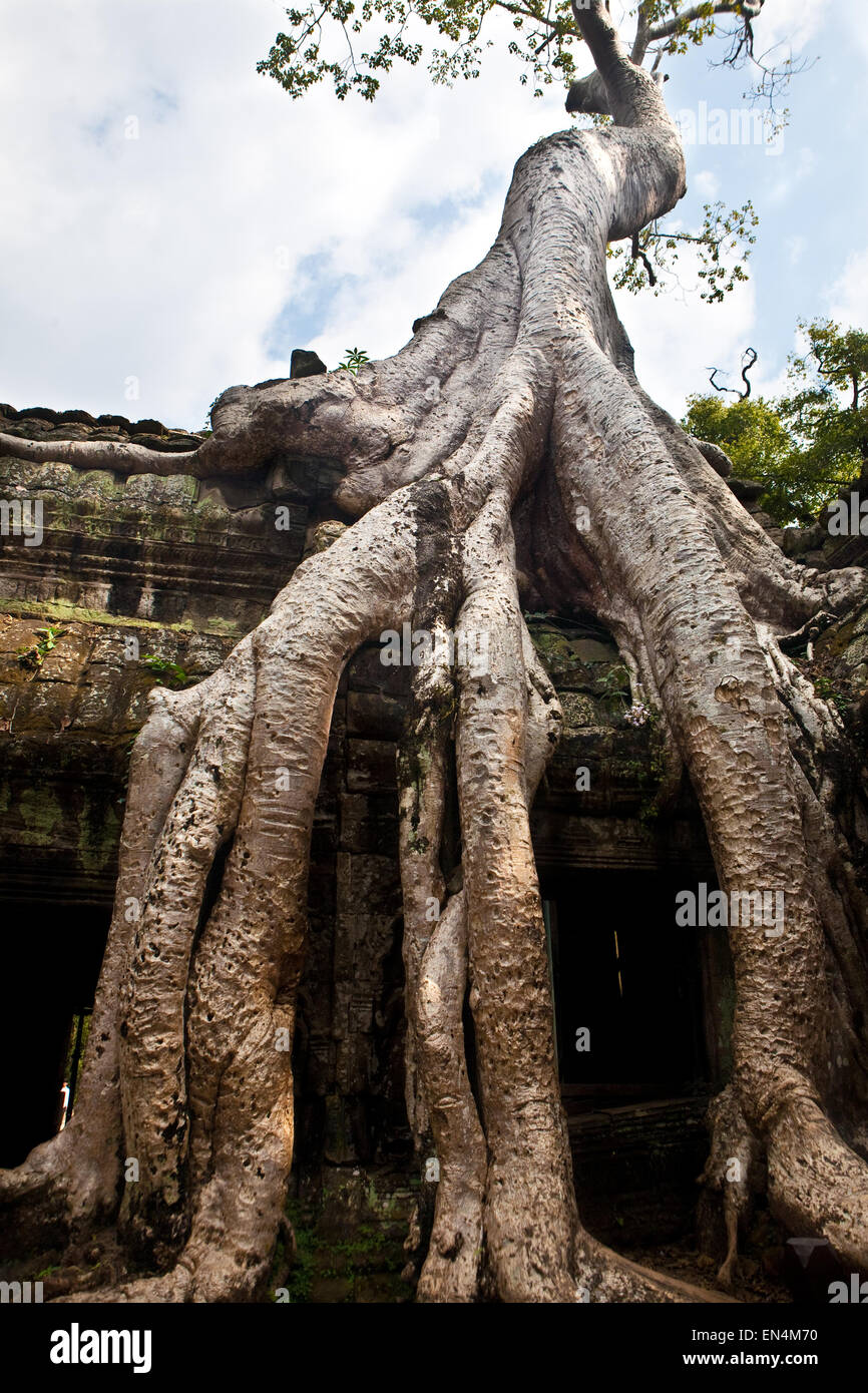Mature banyan tree growing from the ancient temple of Ta Phrom, Angkor ...
