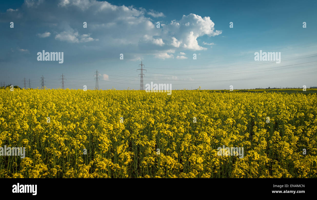 Oilseed flower hi-res stock photography and images - Alamy