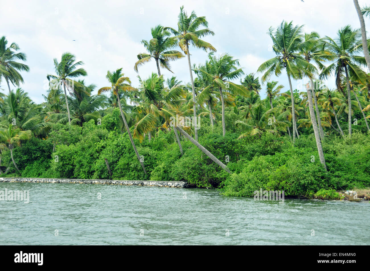 Beautiful backwaters and coconut trees with vibrant greenery Stock ...