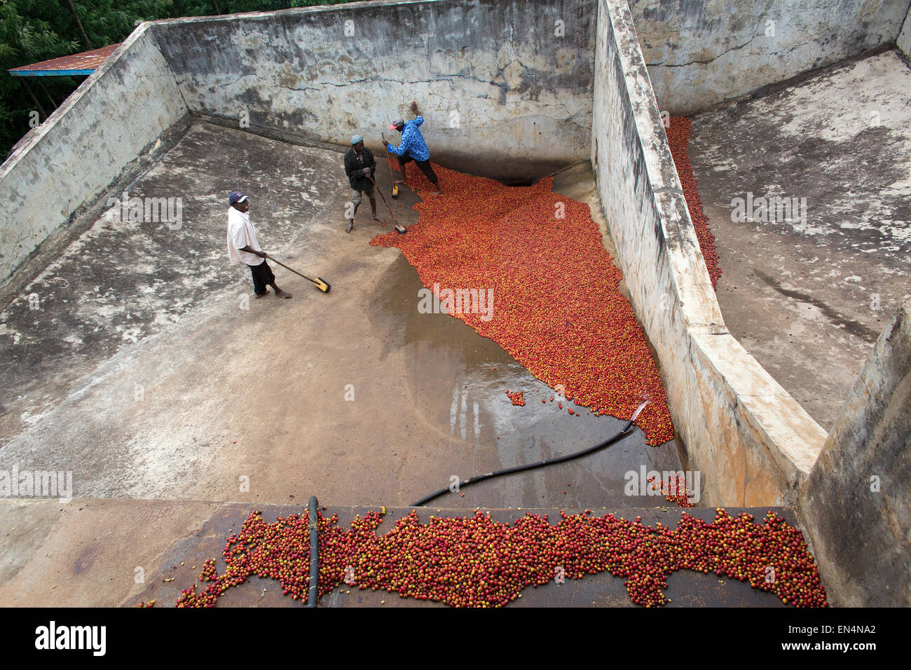 Coffee crops african farmer hi-res stock photography and images - Alamy