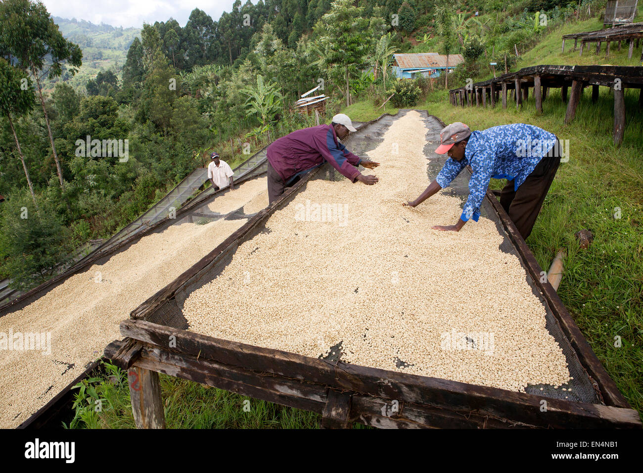 Coffee plantation farmer kenya hi-res stock photography and images - Alamy