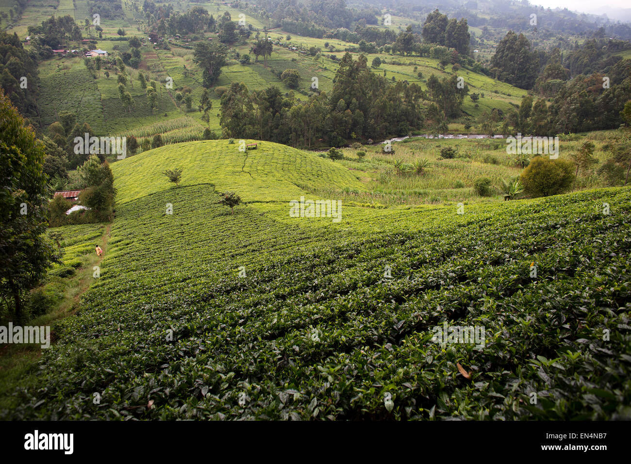tea production in Kenya Stock Photo - Alamy