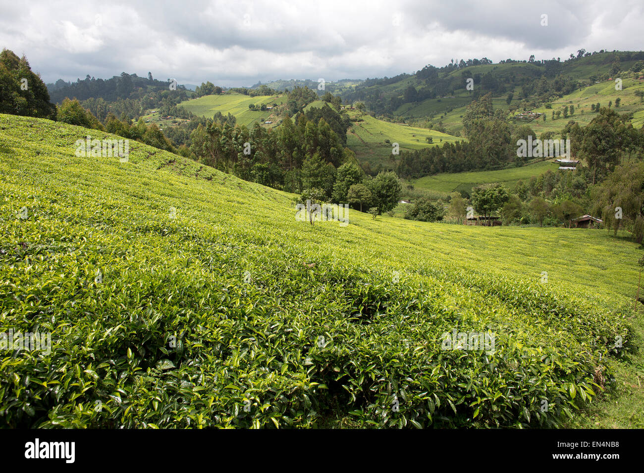tea production in Kenya Stock Photo - Alamy